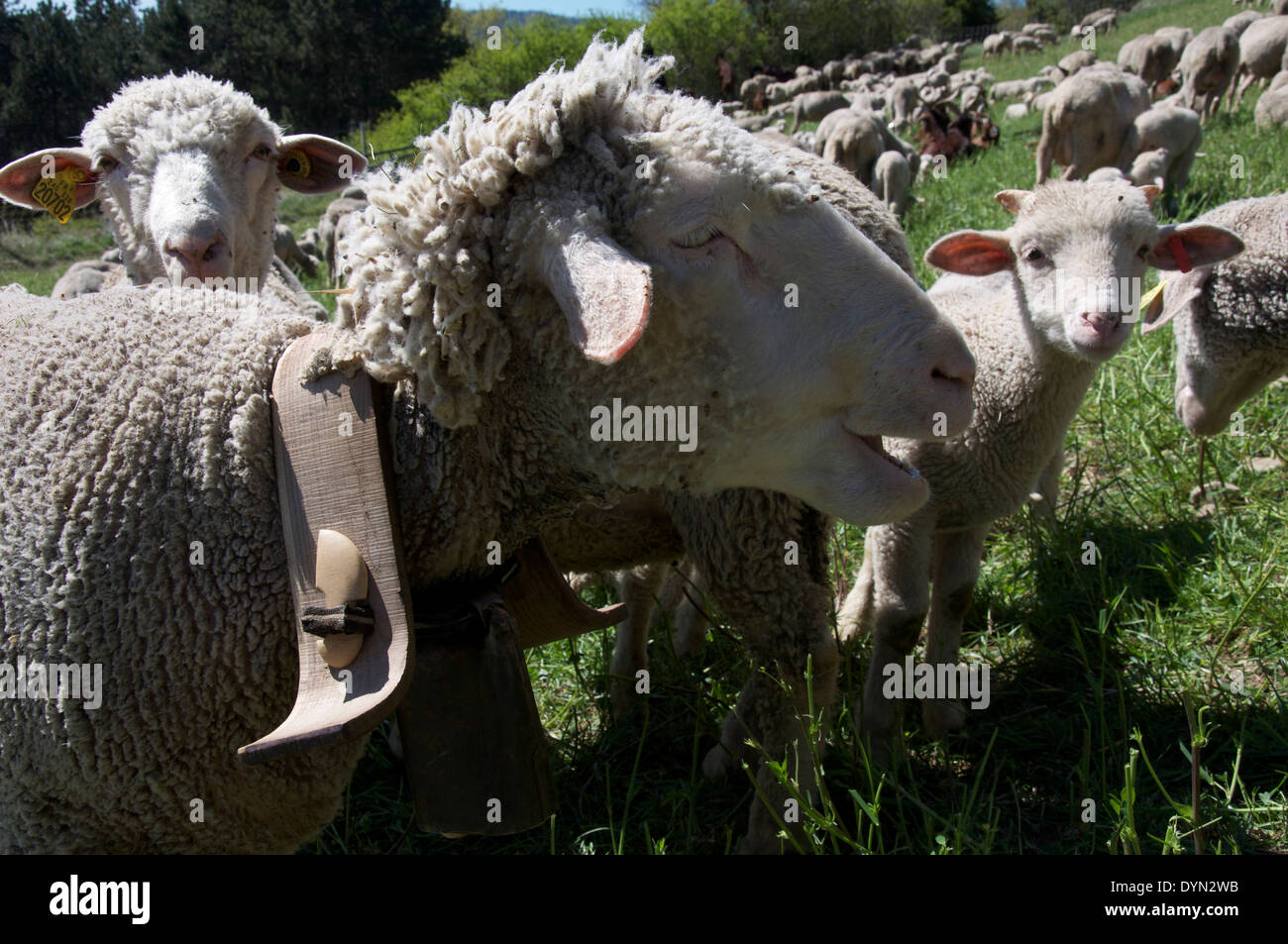 French agriculture. Profile of a mature sheep with a bell around its ...