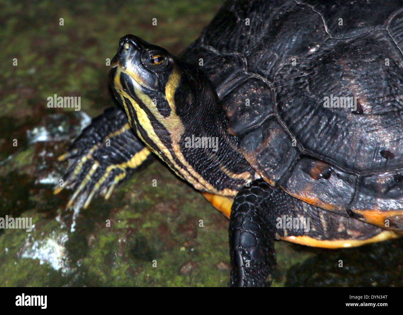 Cumberland slider turtle hi-res stock photography and images - Alamy