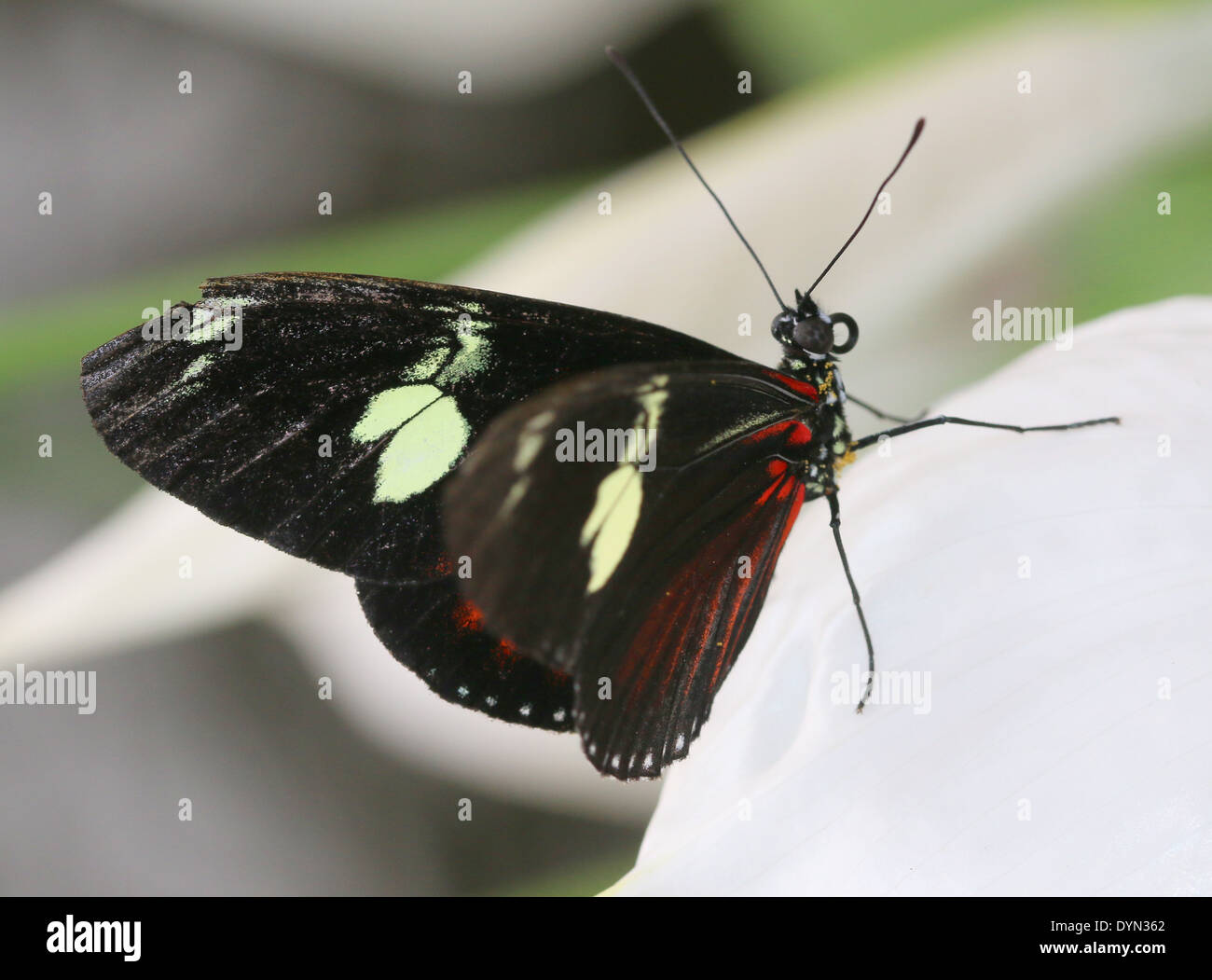 Doris Longwing Butterfly (Laparus doris, Heliconius doris) posing on a ...