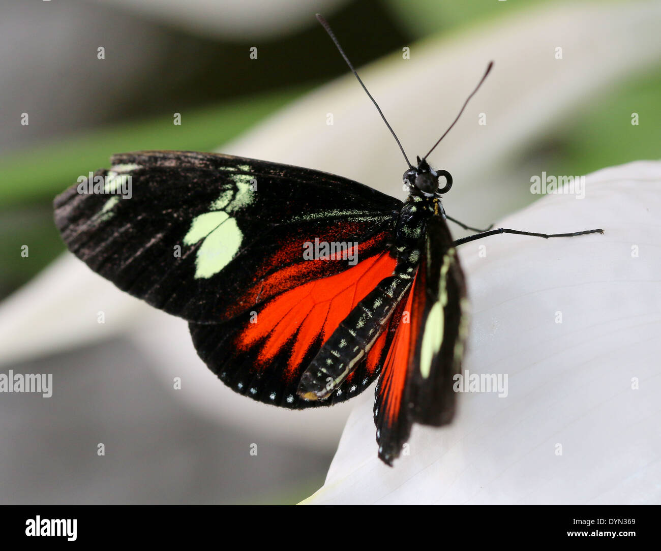 Doris Longwing Butterfly (Laparus doris, Heliconius doris Stock Photo ...