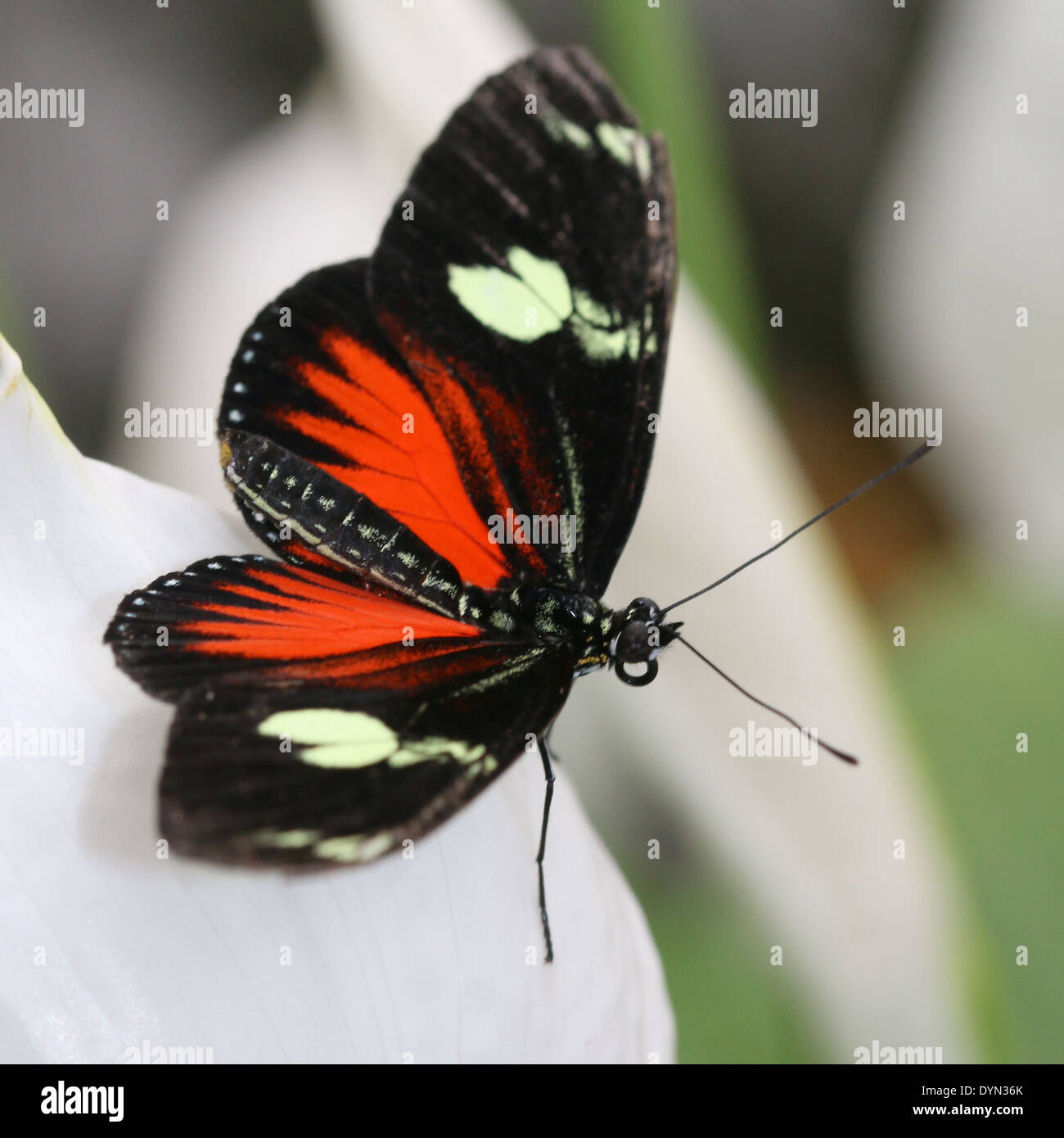 Doris Longwing Butterfly (Laparus doris, Heliconius doris Stock Photo ...