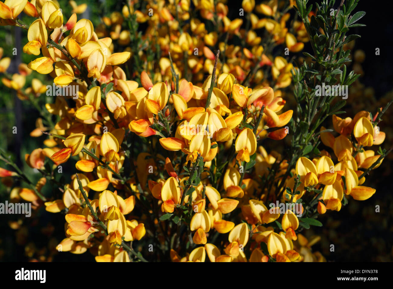 Broom flowers hi-res stock photography and images - Alamy