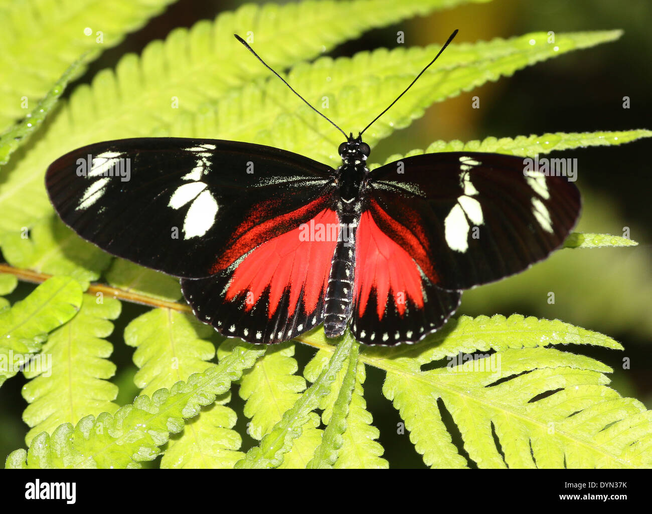 Doris Longwing Butterfly (Laparus doris, Heliconius doris Stock Photo ...