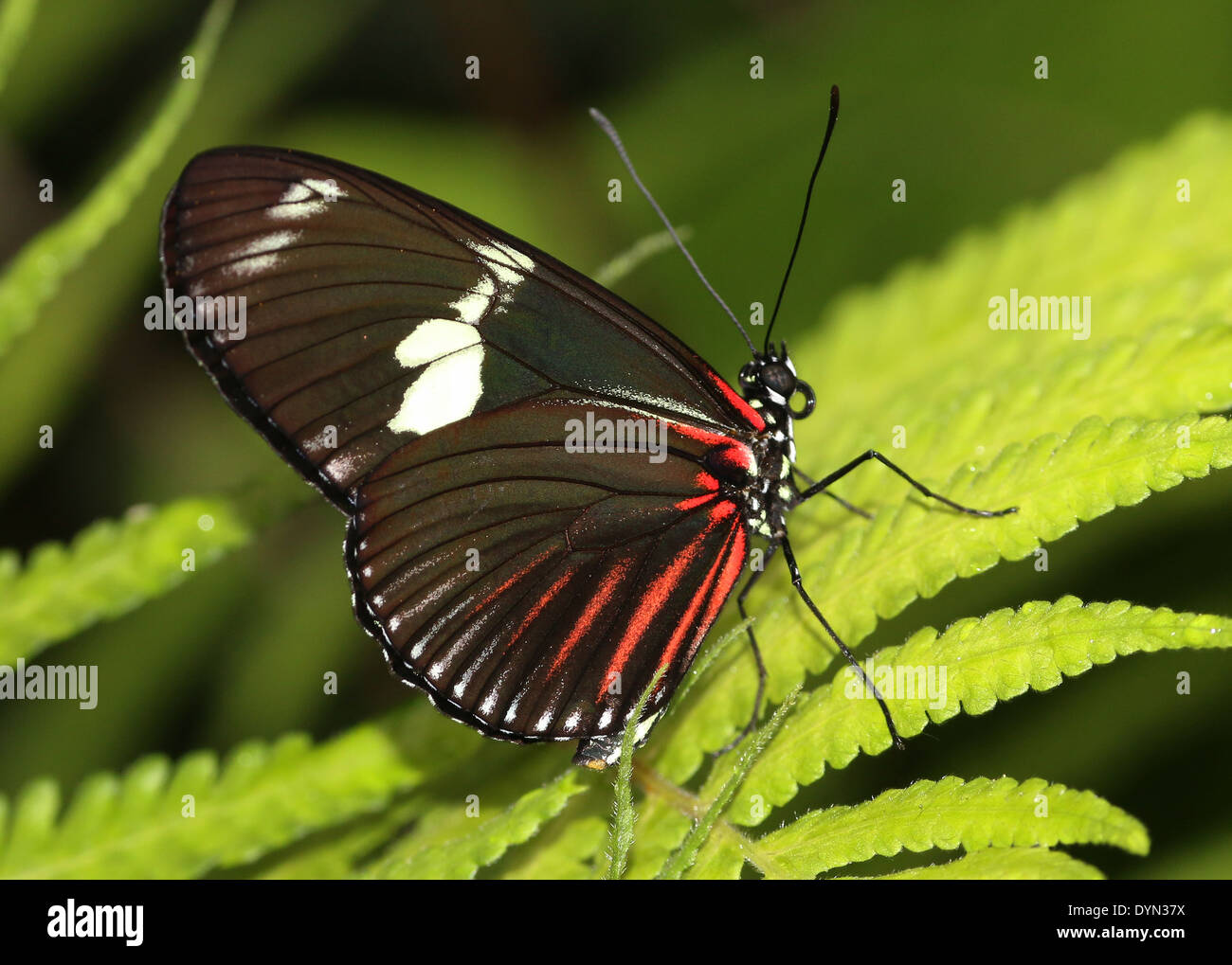 Doris Longwing Butterfly (Laparus doris, Heliconius doris), close wings ...