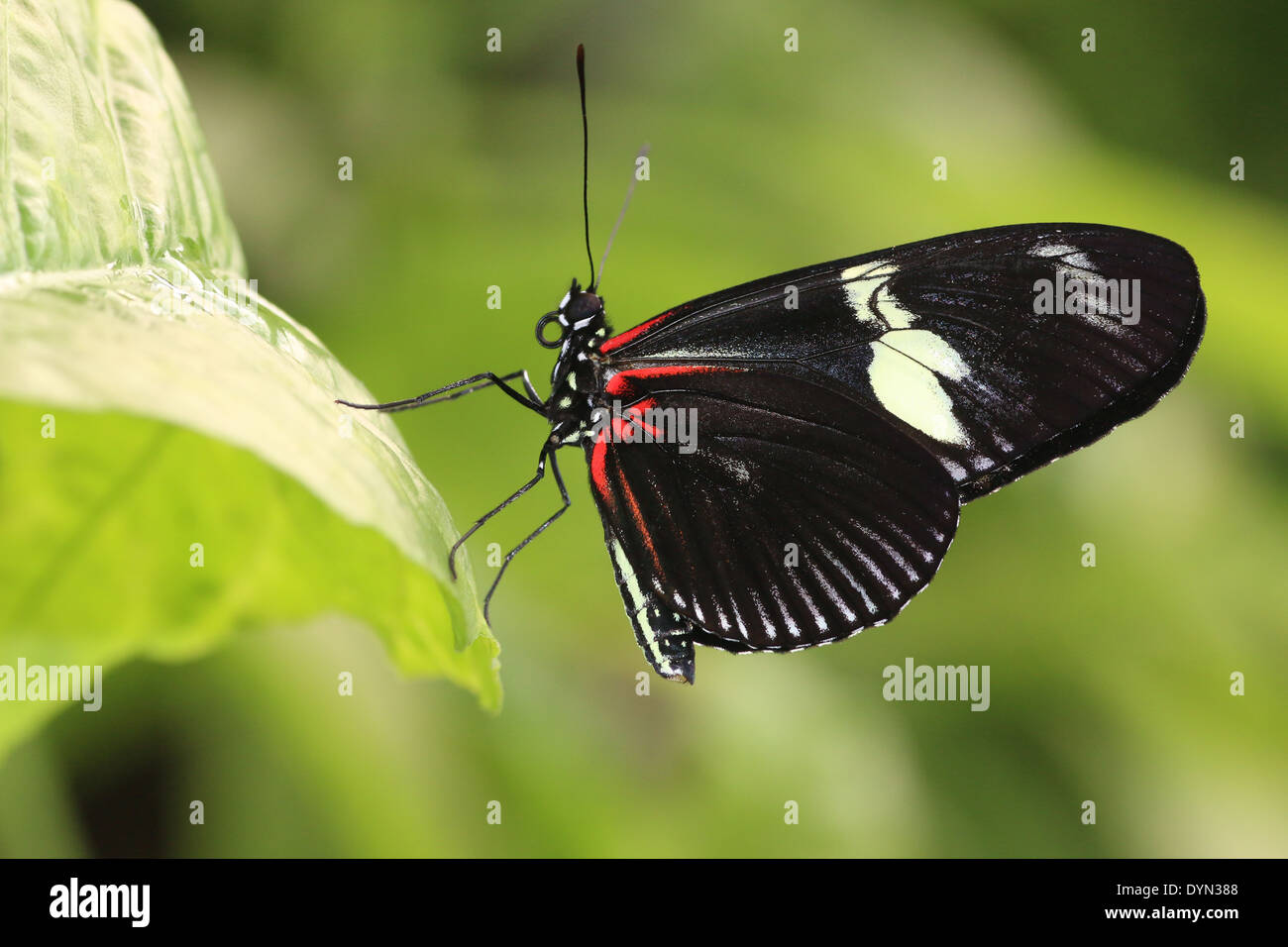 Doris Longwing Butterfly (Laparus doris, Heliconius doris) wings closed ...