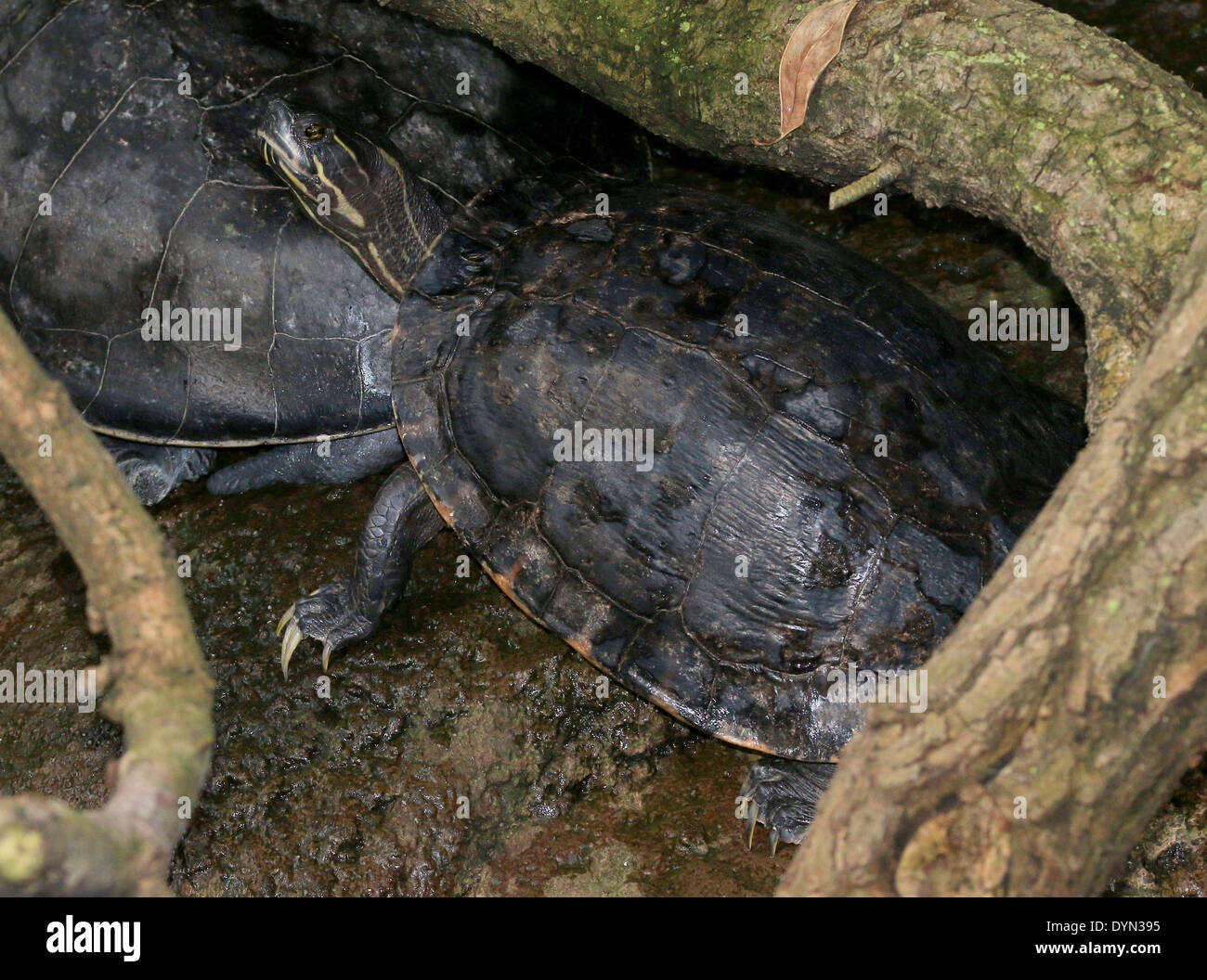 Cumberland slider (Trachemys scripta troosti) a semi-aquatic turtle ...