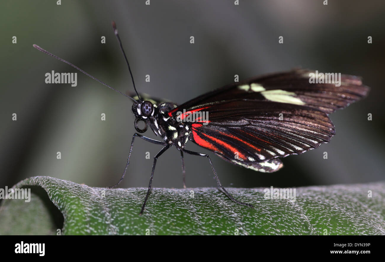 Doris Longwing Butterfly (Laparus doris, Heliconius doris Stock Photo ...