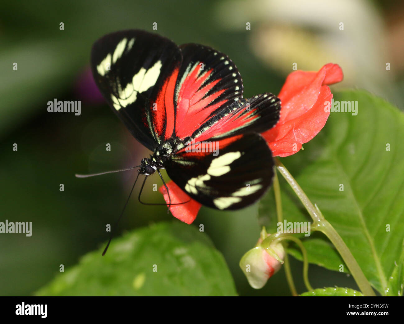 Doris Longwing Butterfly (Laparus doris, Heliconius doris) feeding on a ...