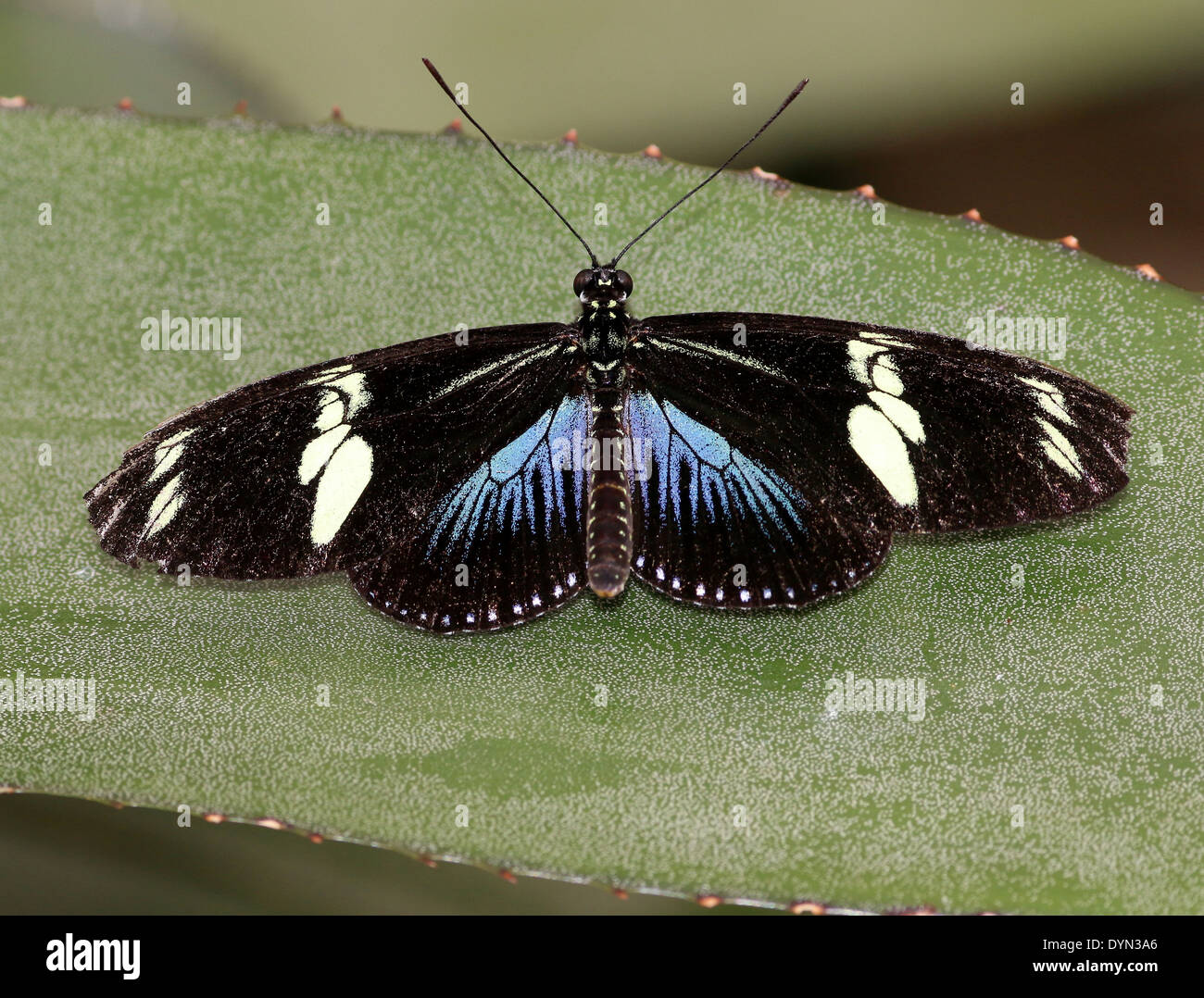 Blue Morph Doris Longwing Butterfly (Laparus doris, Heliconius doris ...