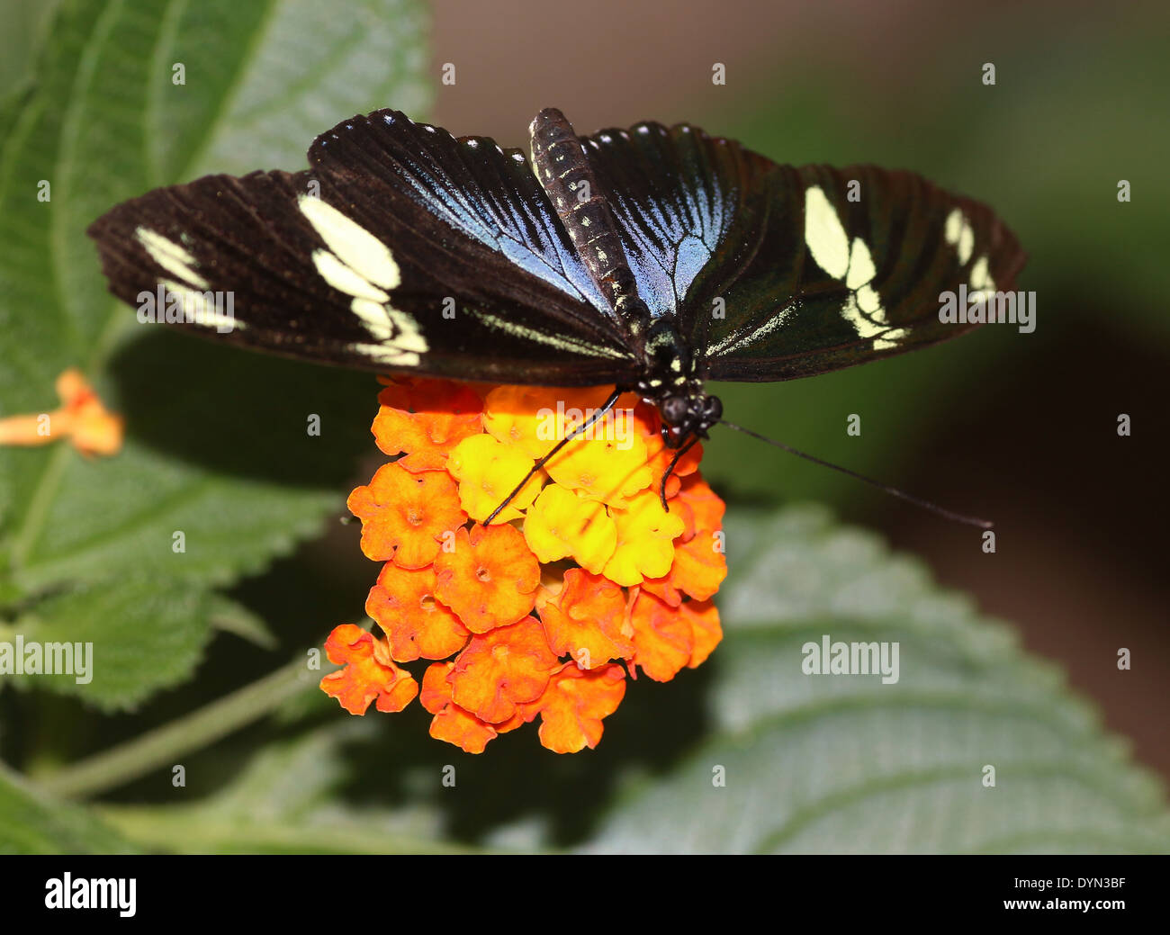 Blue morph Doris Longwing Butterfly (Laparus doris, Heliconius doris ...