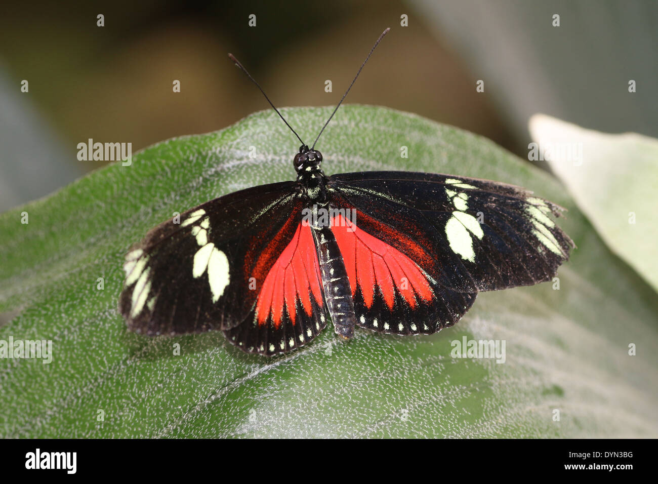 Red morph Doris Longwing Butterfly (Laparus doris, Heliconius doris ...