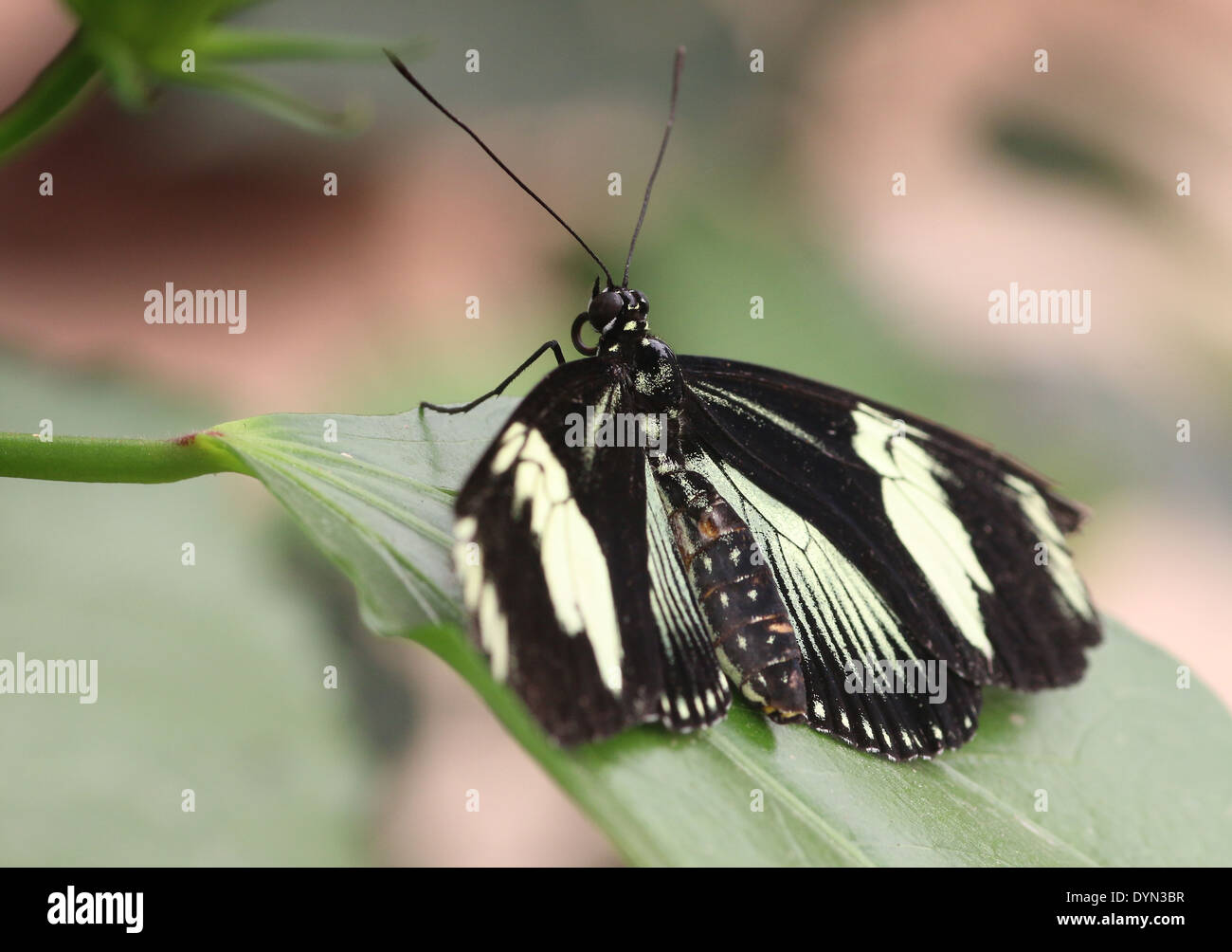 Yellow morph Doris Longwing Butterfly (Laparus doris, Heliconius doris ...