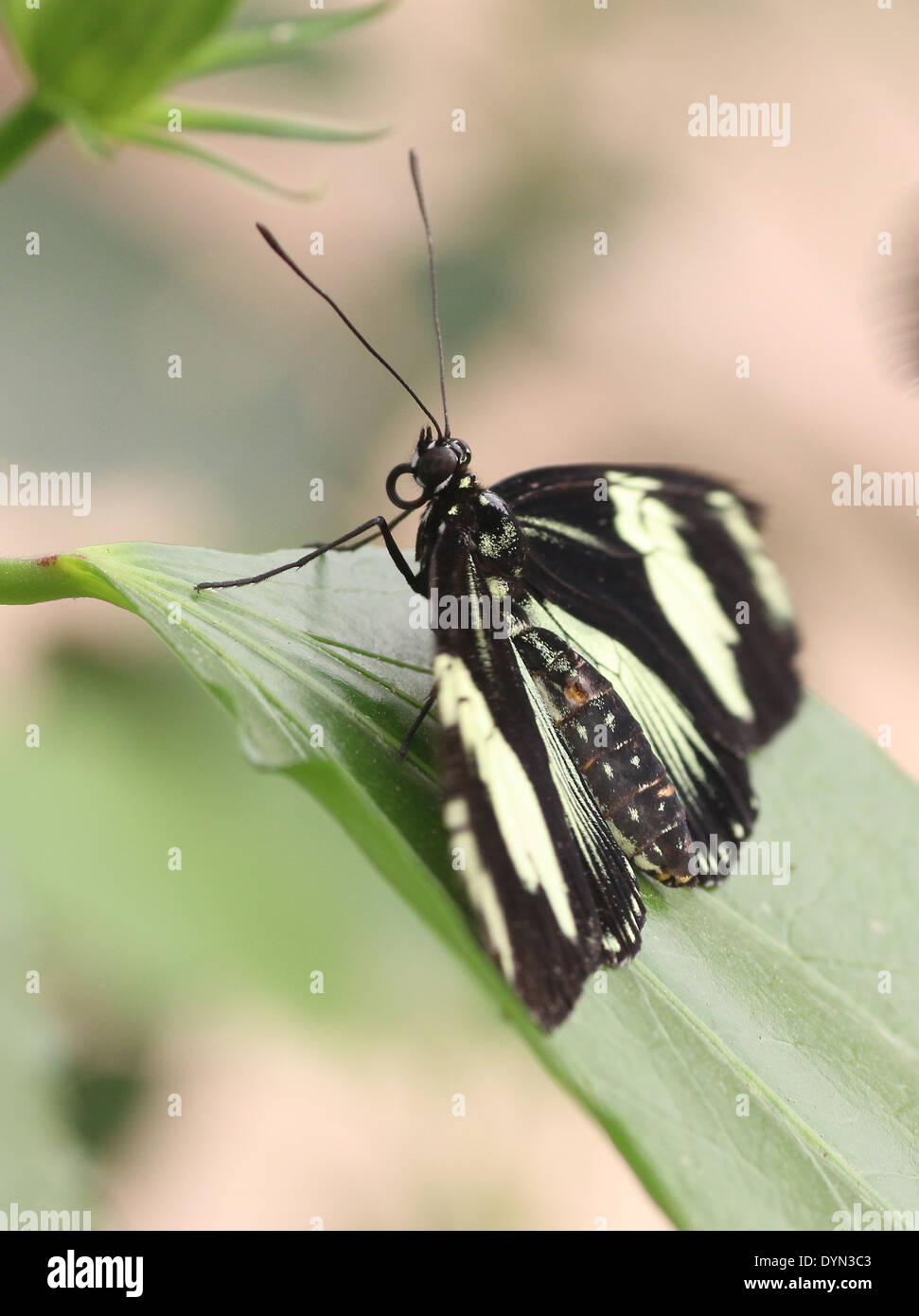 Yellow morph Doris Longwing Butterfly (Laparus doris, Heliconius doris ...