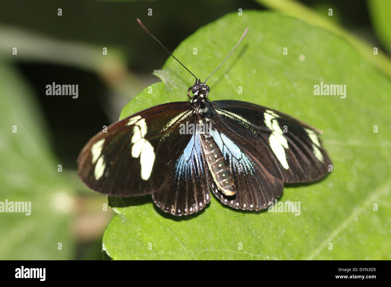 Blue morph Doris Longwing Butterfly (Laparus doris, Heliconius doris ...
