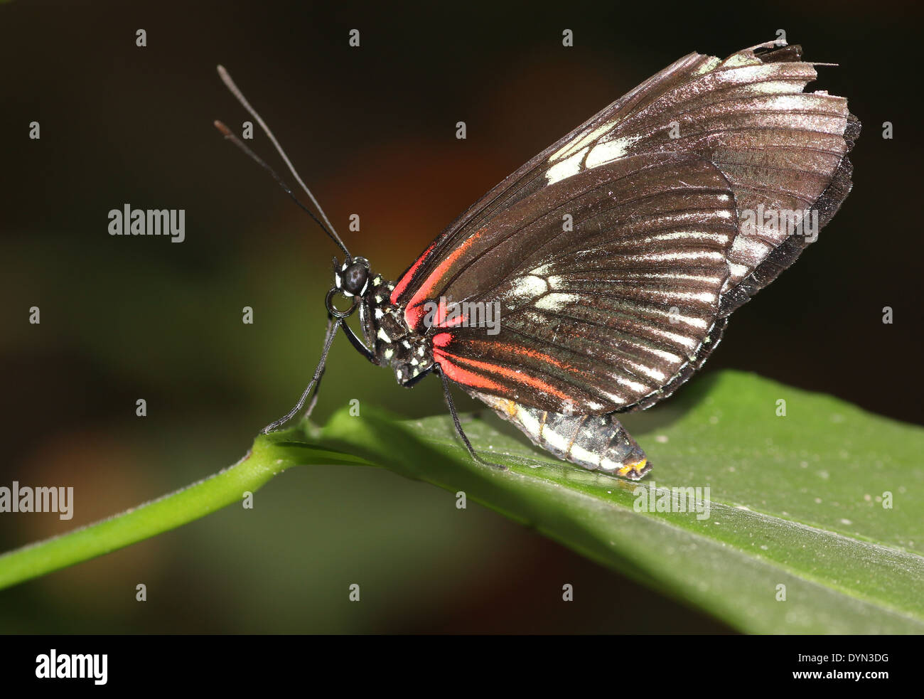 Doris Longwing Butterfly Stock Photos & Doris Longwing Butterfly Stock ...