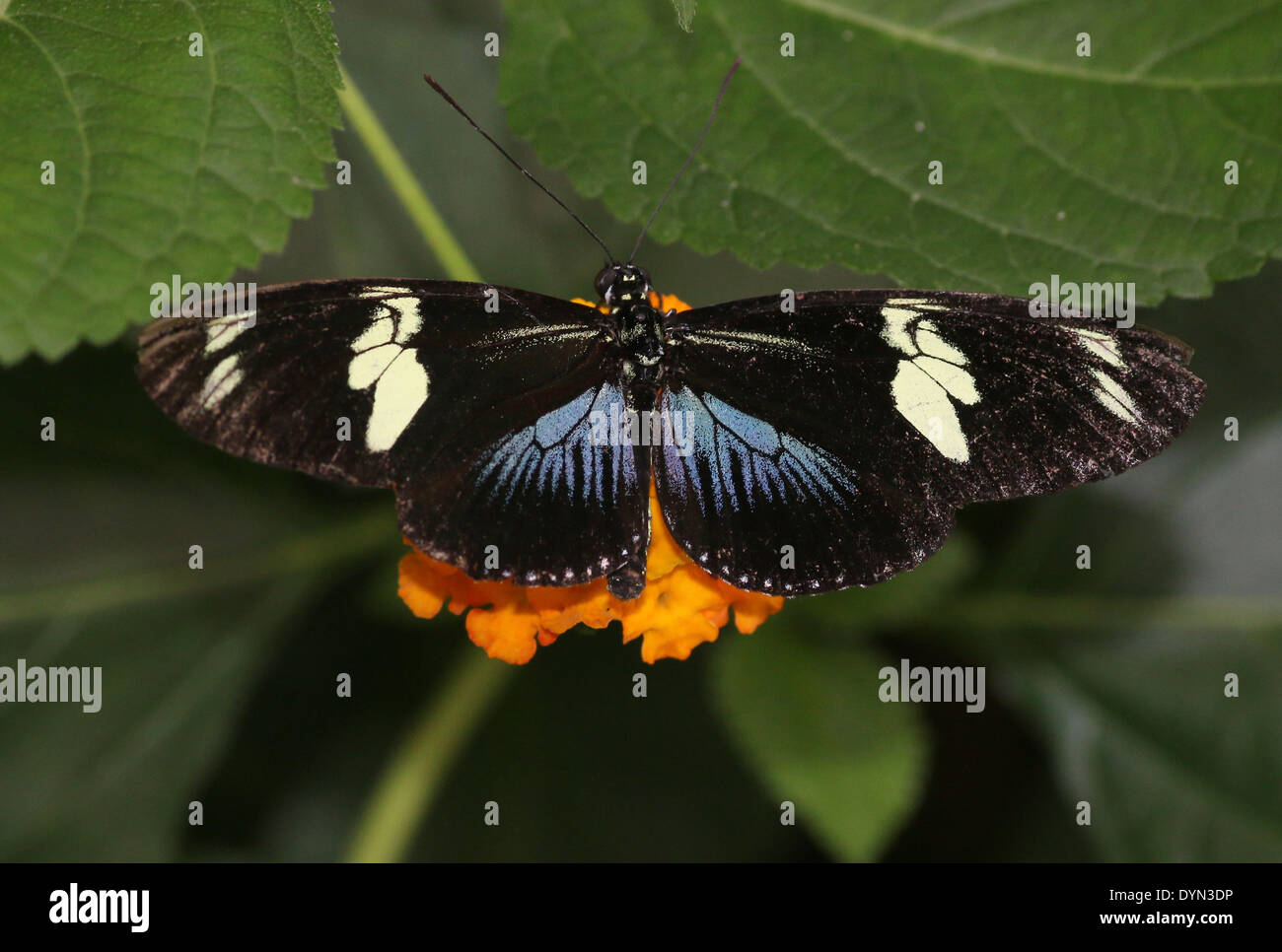 Blue morph Doris Longwing Butterfly (Laparus doris, Heliconius doris ...