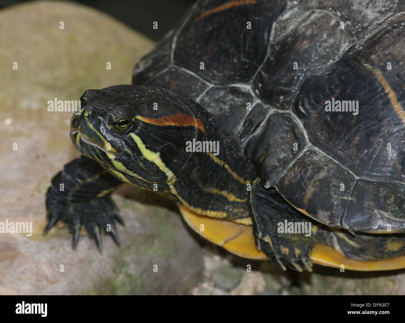Cumberland slider (Trachemys scripta troosti) close-up of the head ...