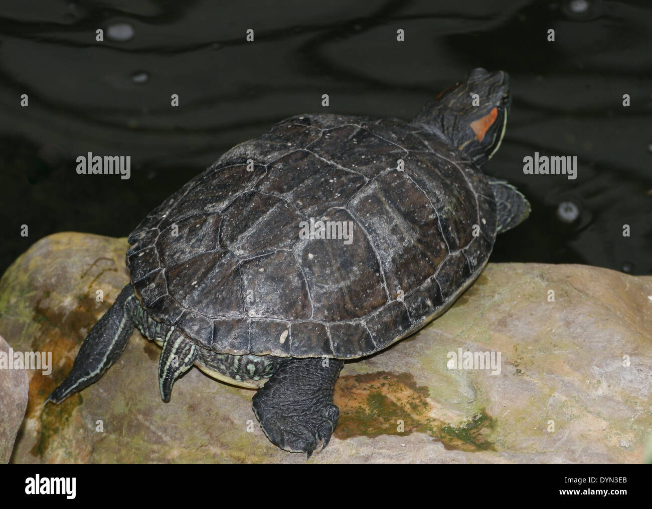 Cumberland slider turtle hi-res stock photography and images - Alamy