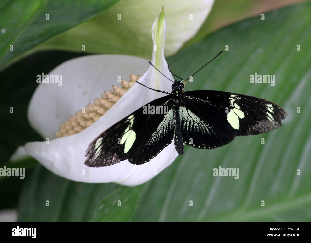 Doris Longwing Butterfly (Laparus doris, Heliconius doris) yellow ...