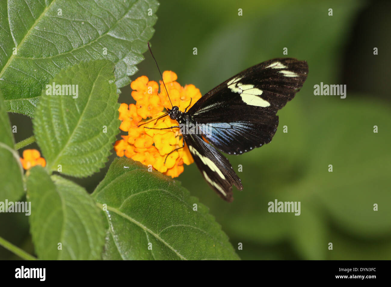 Blue morph Doris Longwing Butterfly (Laparus doris, Heliconius doris ...