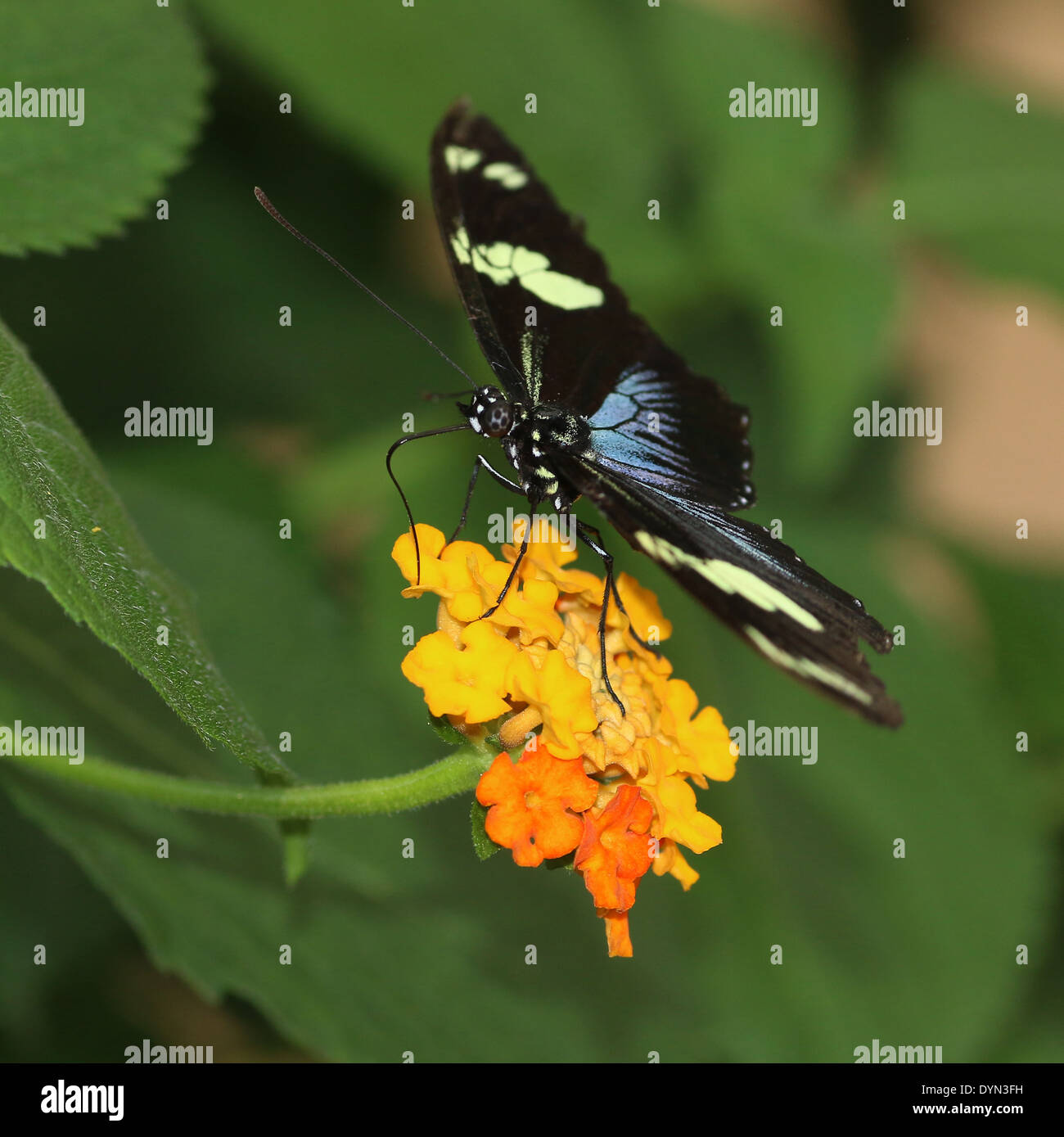 Blue morph Doris Longwing Butterfly (Laparus doris, Heliconius doris ...