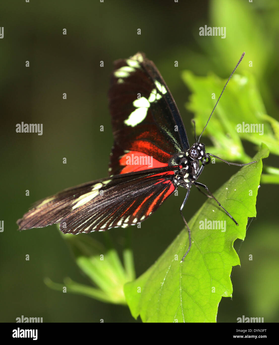 Red Doris Longwing Butterfly (Laparus doris, Heliconius doris) with ...
