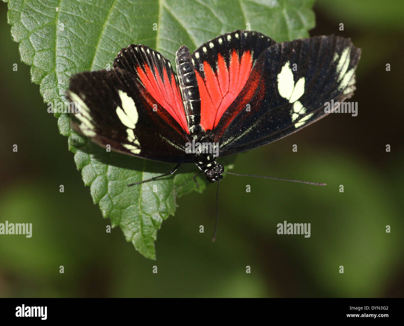 Doris Longwing Butterfly (Laparus doris, Heliconius doris Stock Photo - Alamy