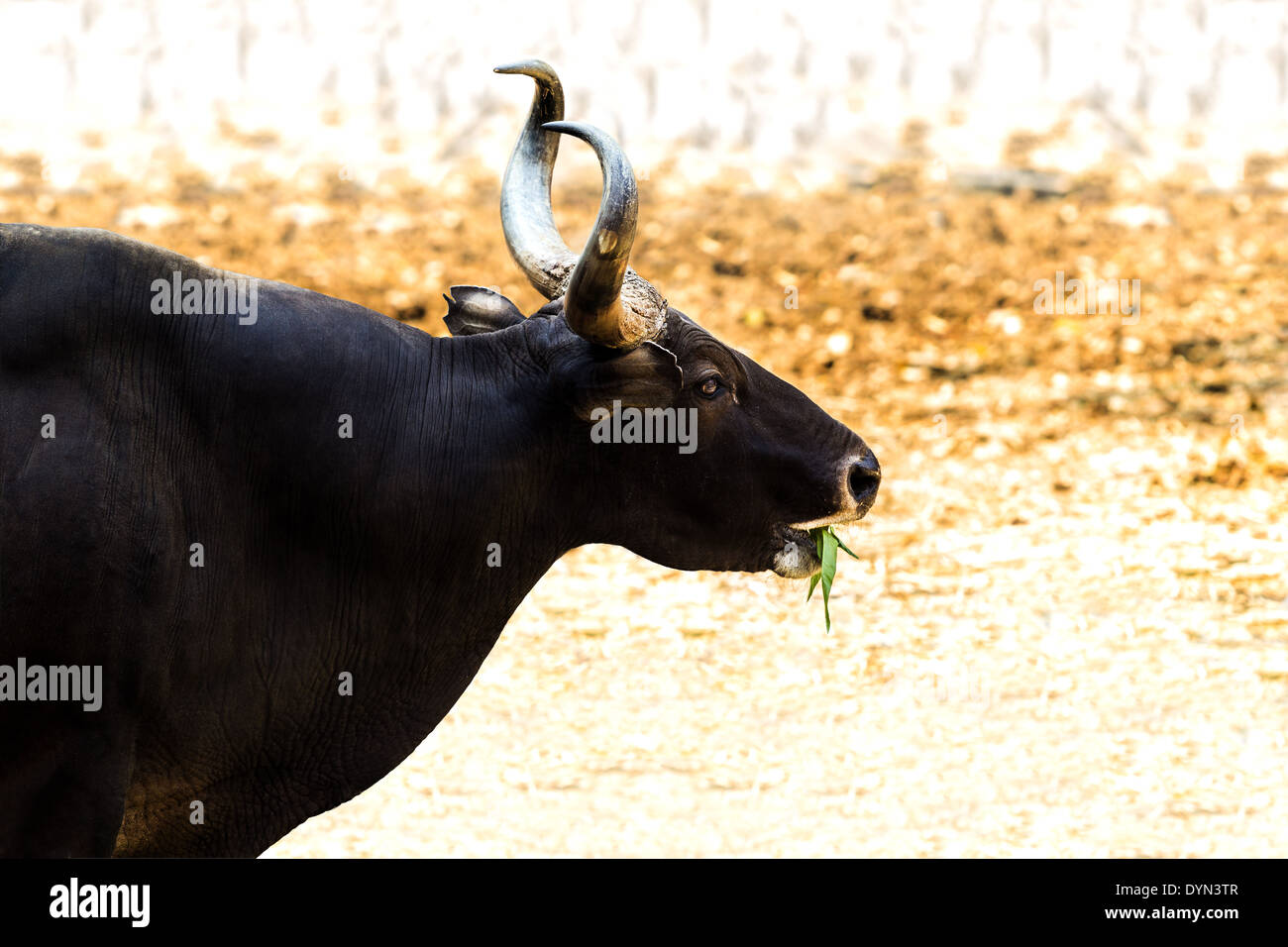 Banteng hi-res stock photography and images - Alamy