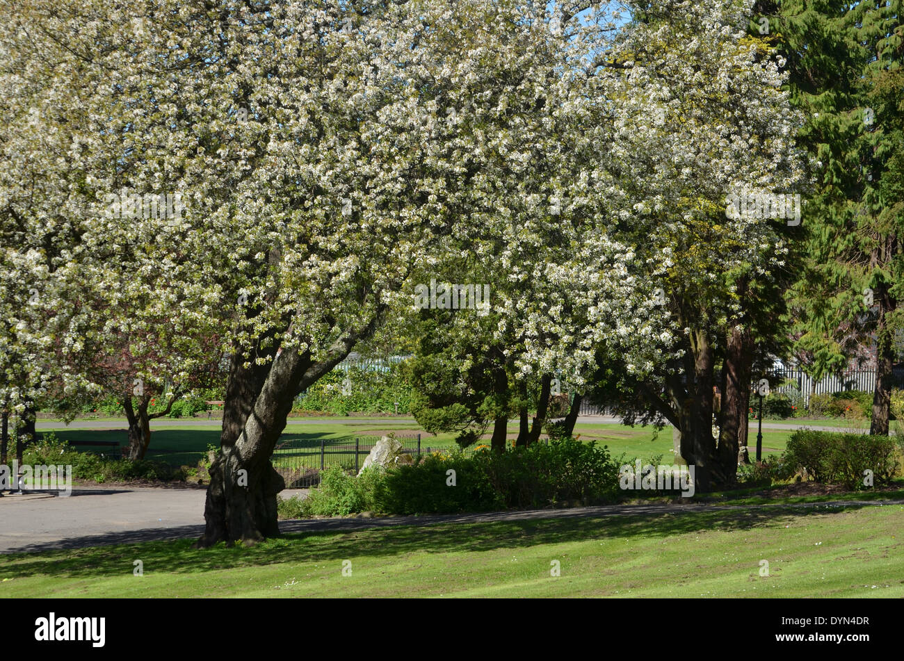 Apple blossom tree in the Dalmuir park, Dalmuir, Clydebank, Scotland ...