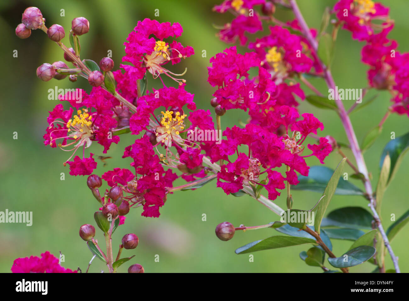 Crape myrtle (Lagerstroemia indica) plant in bloom Stock Photo - Alamy