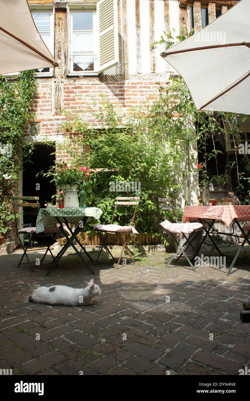 White cat lounging in a scenic courtyard with picnic tables Stock Photo ...