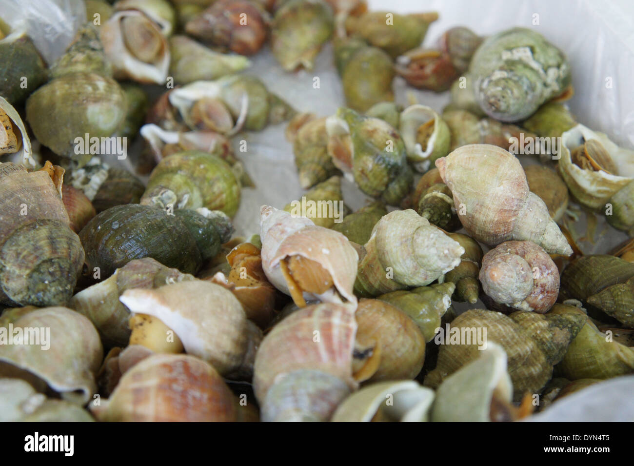 baby conch in a french seafood market Stock Photo - Alamy