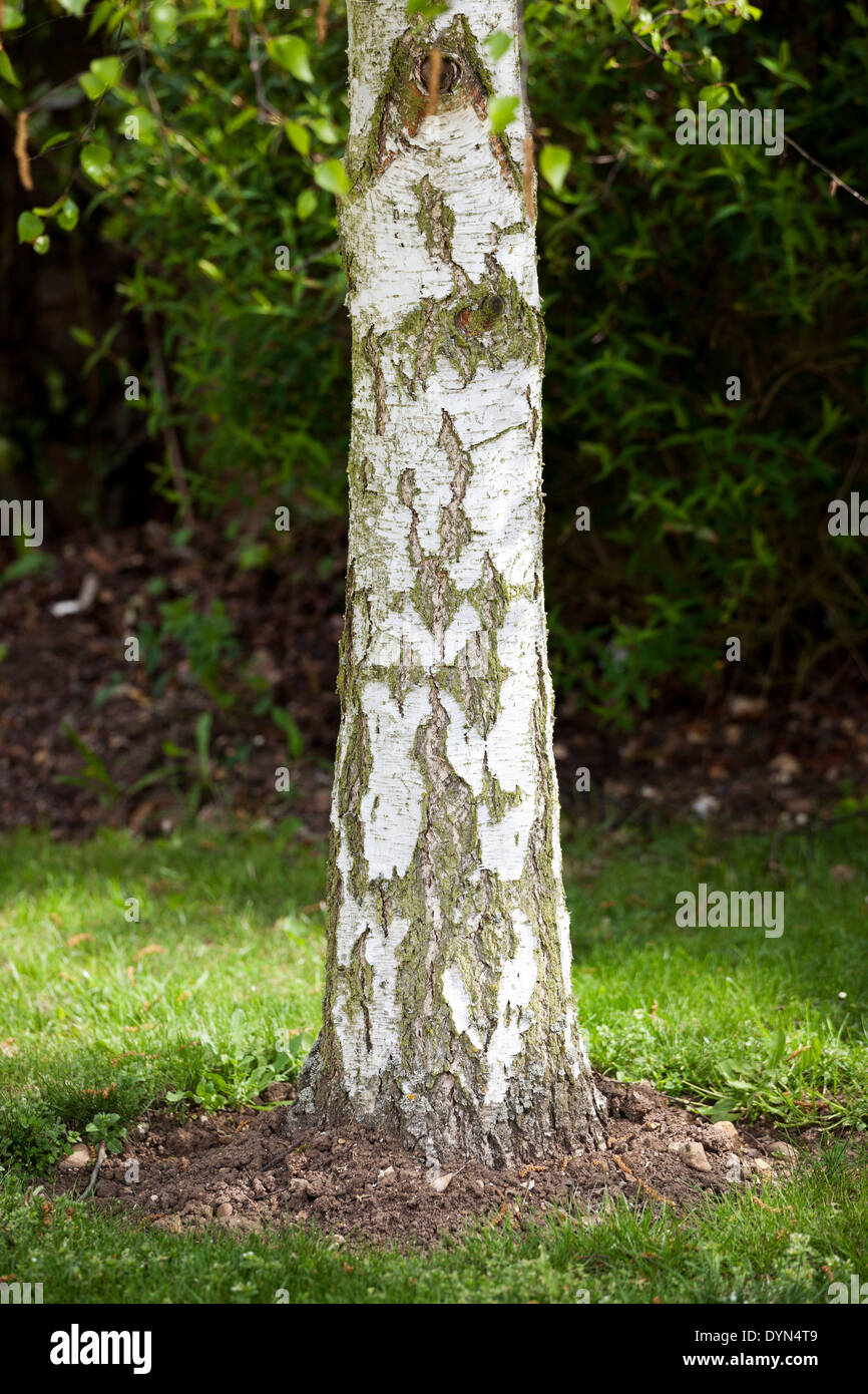 Silver Birch bark, Betula, pendula, in Northamptonshire, England UK ...