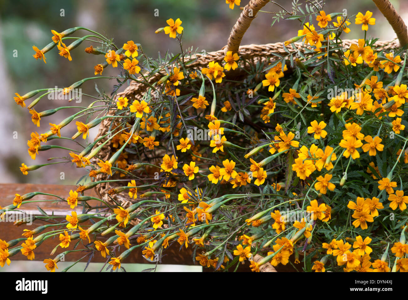 Tagete tenuifolia, marigold (tagetes patula) bunch of flowers in a ...
