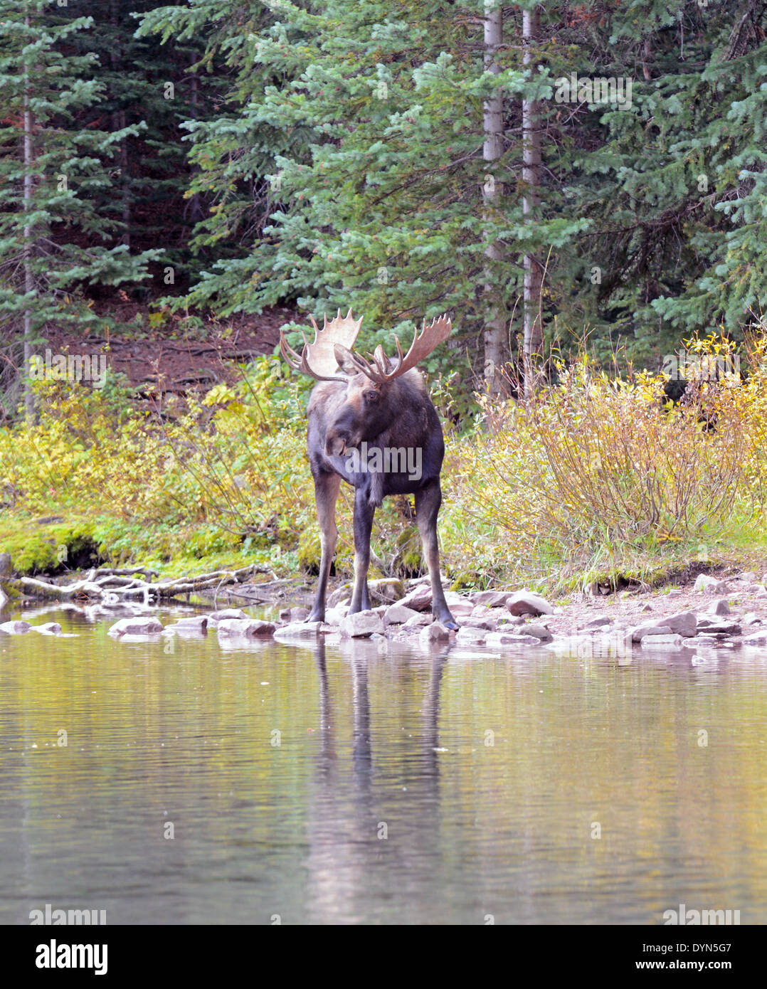 Bull Moose with Antler Rack in the Mountains Stock Photo - Alamy