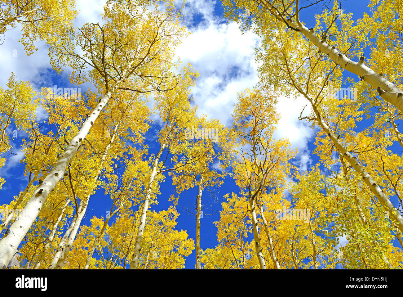 Autumn Foliage with Golden Yellow Aspen Stock Photo - Alamy