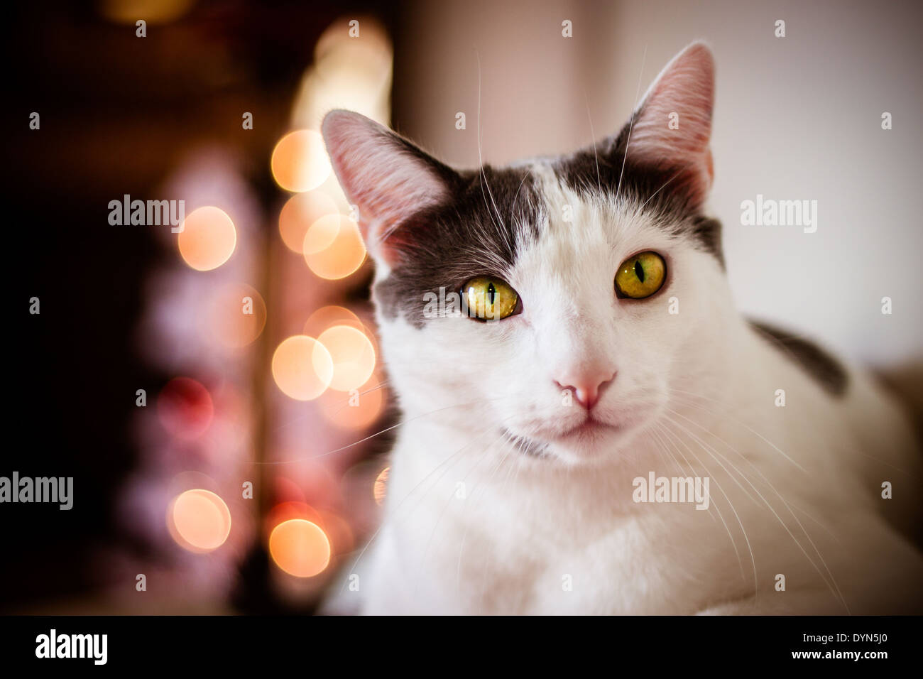 White cat with intense eyes Stock Photo - Alamy