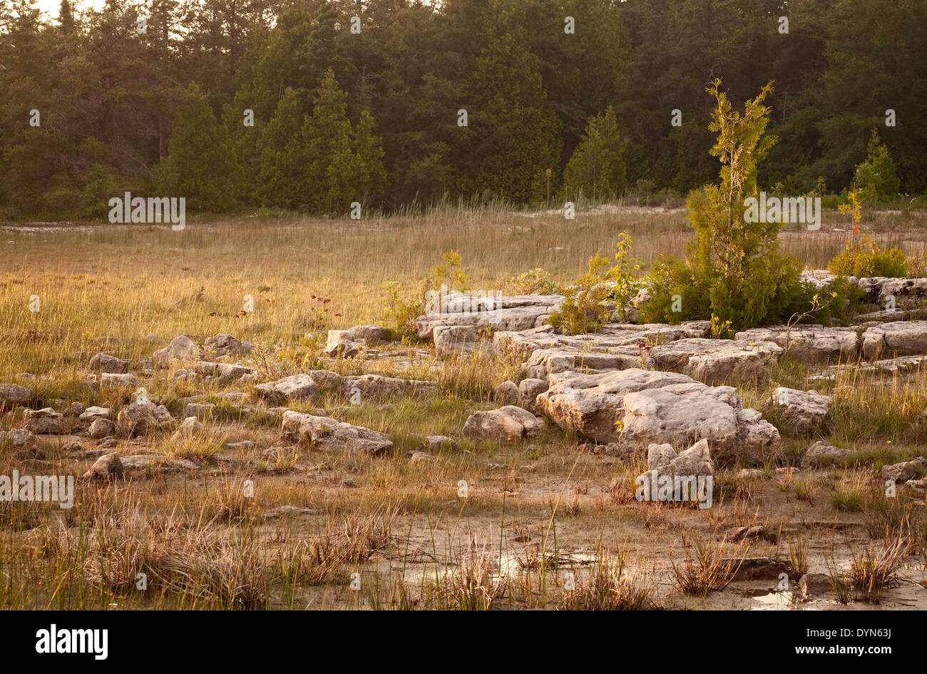 Typical rock types and a small cedar tree found at Singing sands, Bruce ...