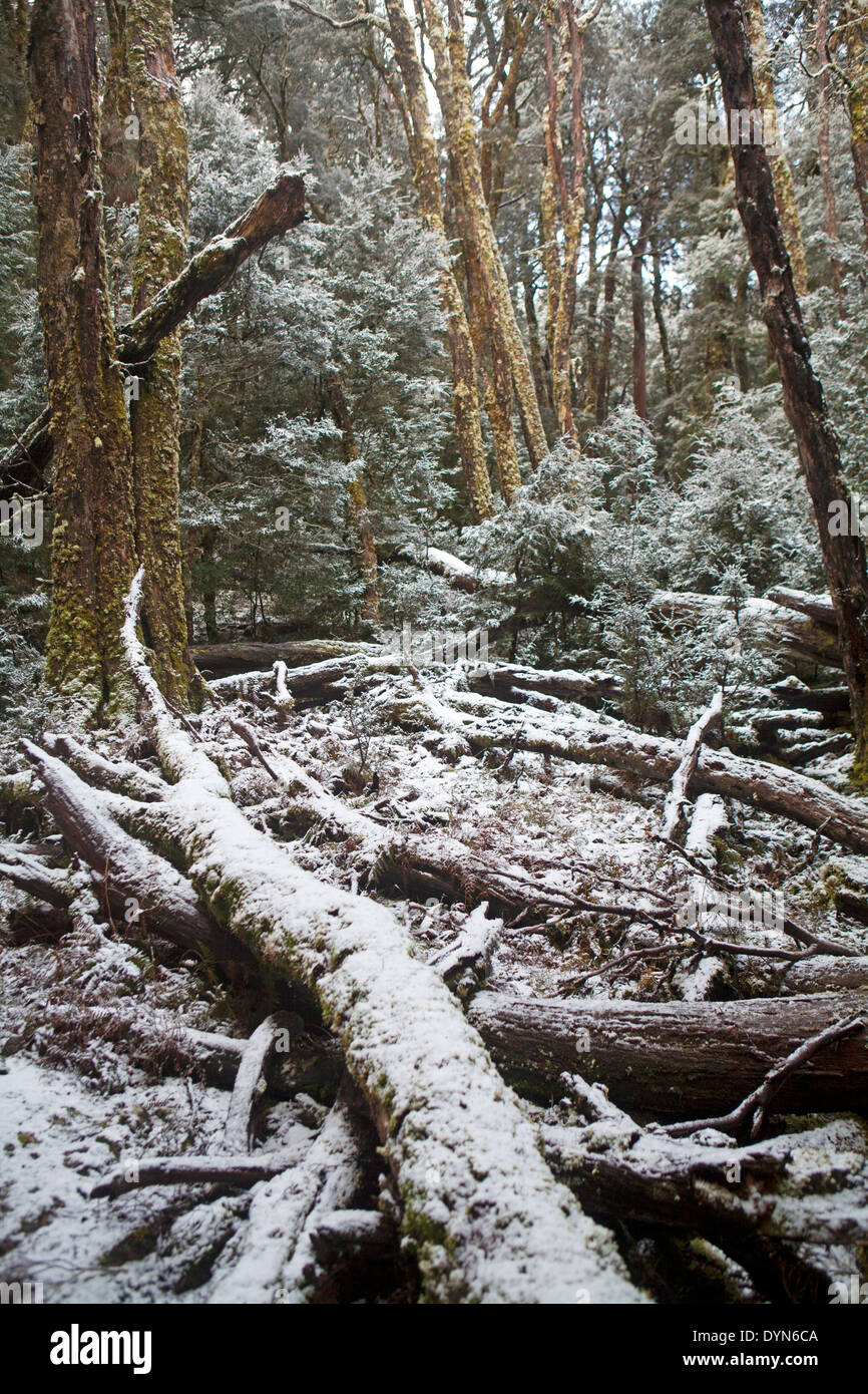Snow-covered rainforest on the slopes of Mt Oakleigh Stock Photo - Alamy