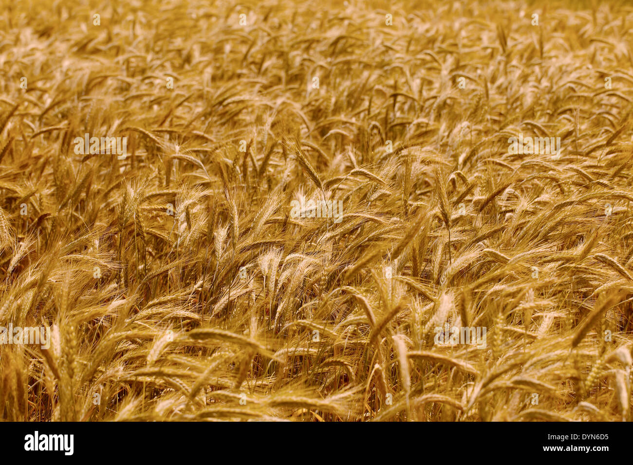 Green agricultural wheat field close hi-res stock photography and ...