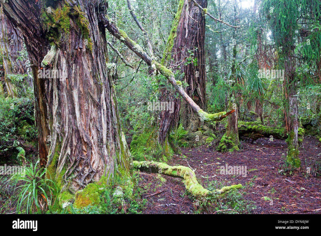 Moss-covered forest along Tasmania's Overland Track Stock Photo - Alamy