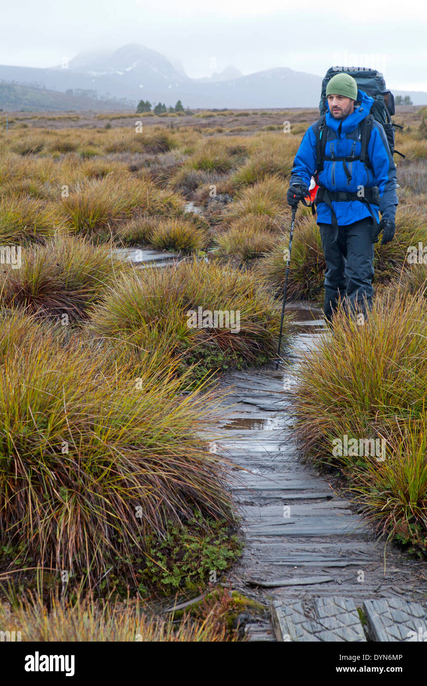Hiker on the Overland Track Stock Photo - Alamy