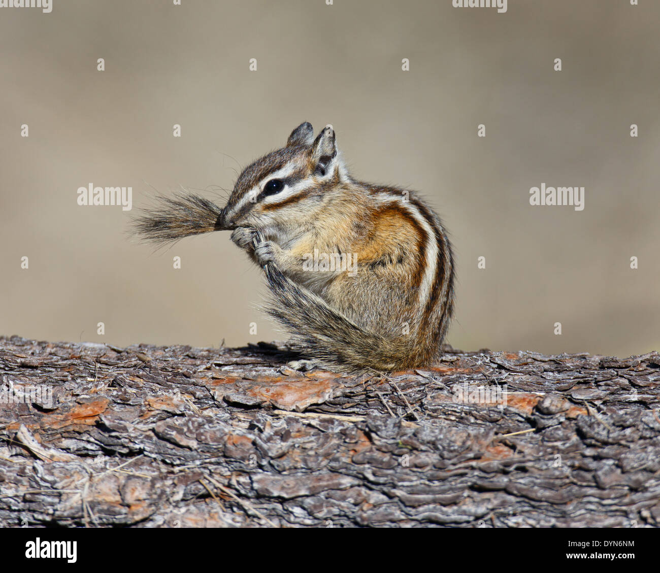 Chipmunk tail hi-res stock photography and images - Alamy