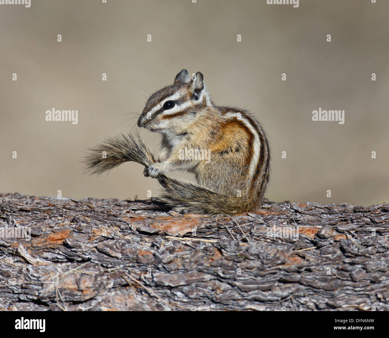 Chipmunk tail hi-res stock photography and images - Alamy