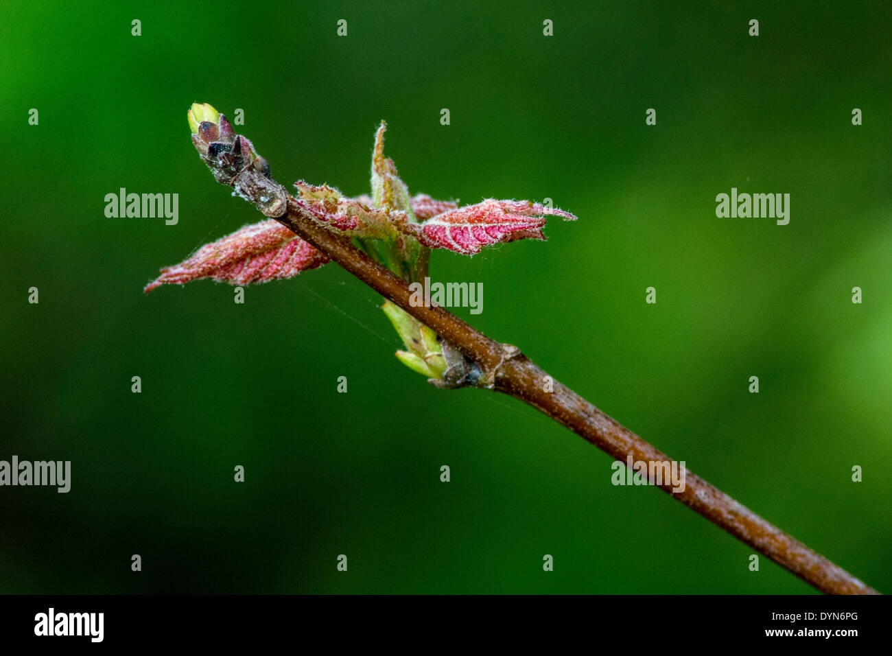 Sprouting maple hi-res stock photography and images - Alamy