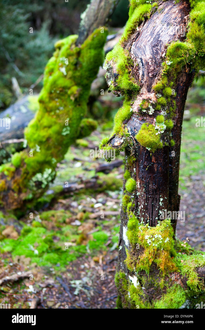 Moss on beech forest along the Overland Track Stock Photo - Alamy