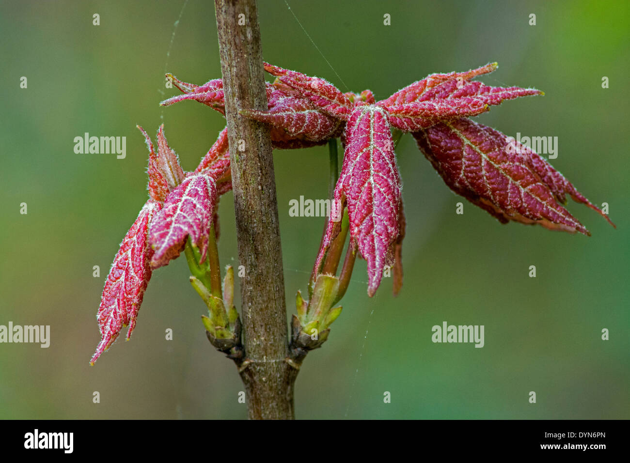 Beautiful tree leaf sprouting hi-res stock photography and images - Alamy