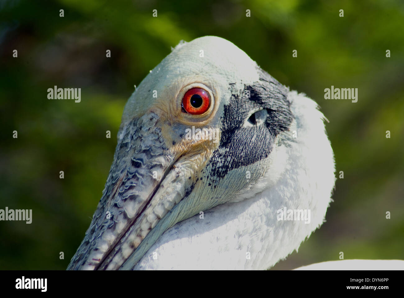 African spoonbill preening hi-res stock photography and images - Alamy