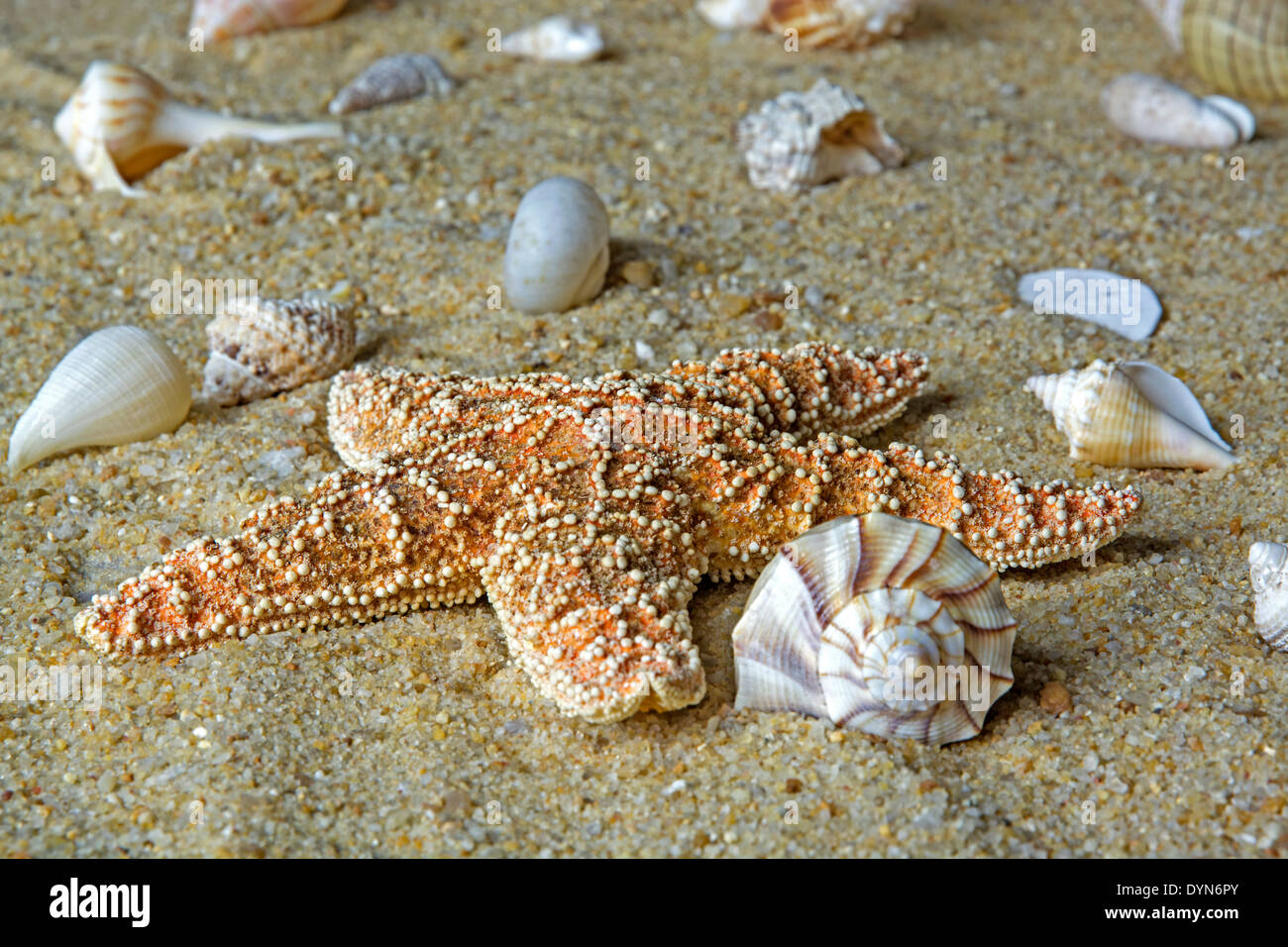 Beach scene with shells and starfish Stock Photo - Alamy