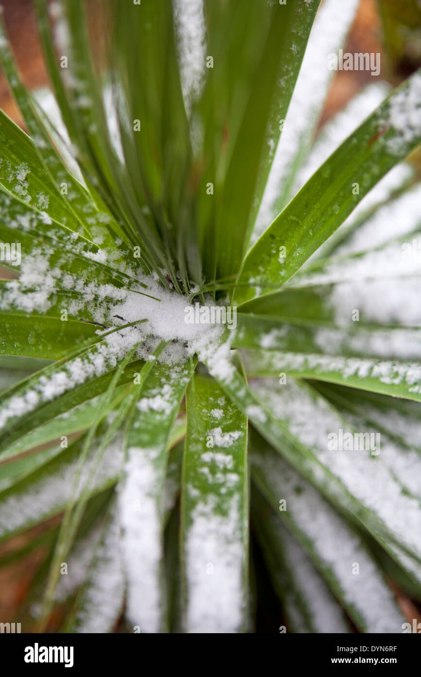 Pandani hi-res stock photography and images - Alamy